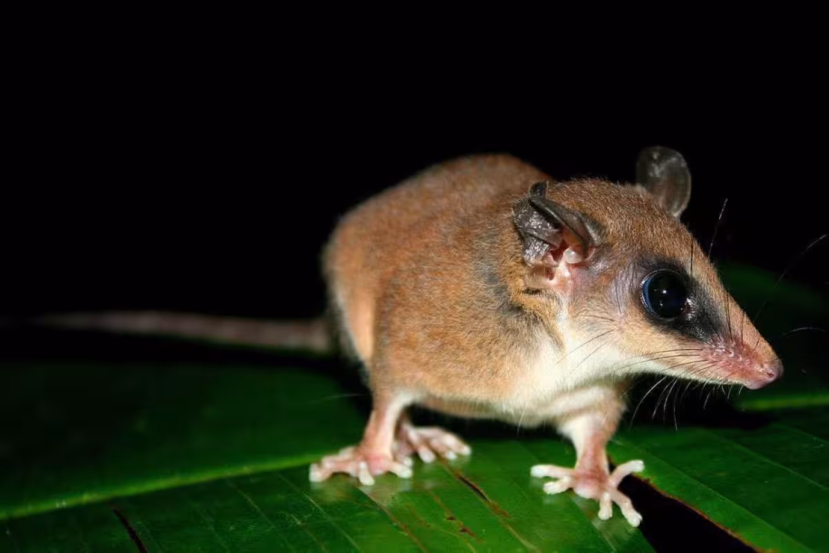 ¿Ratón o tlacuache? Conoce el curioso marsupial que habita en Campeche ...