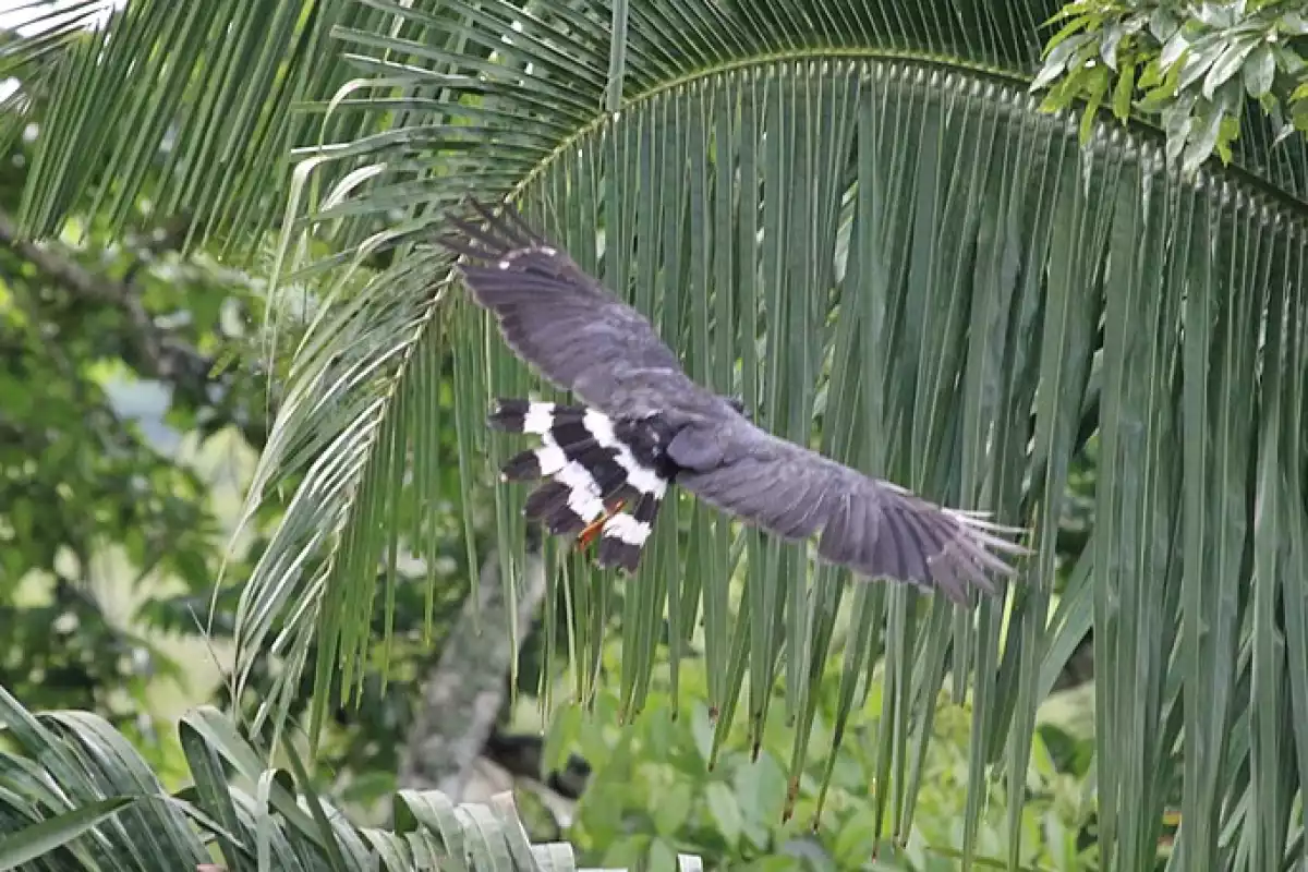 Video: Misteriosa ave rapaz aparece al norte de Mérida y genera debate ...