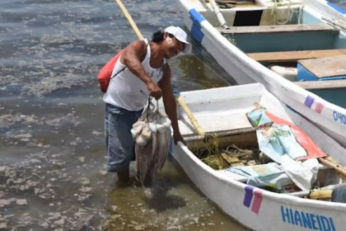La captura de pulpo en Campeche va en picada, reconocen autoridades; la pesca ilegal amenaza a ...
