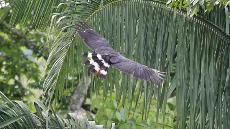 Video: Misteriosa ave rapaz aparece al norte de Mérida y genera debate ...