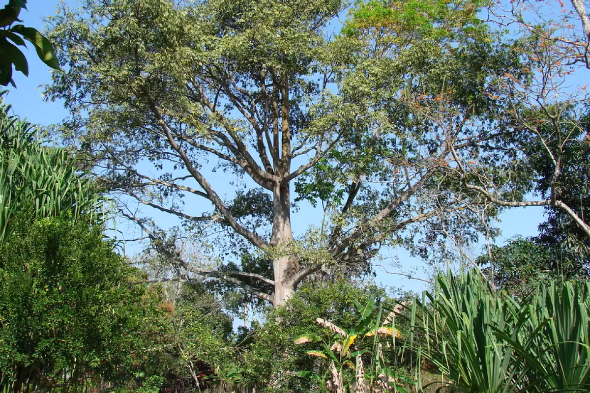 Yaaxché, el árbol sagrado maya que conecta el cielo, la tierra y el ...