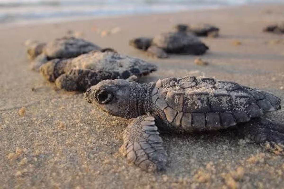 Tortugas marinas eclosionan en playas de Cozumel - PorEsto