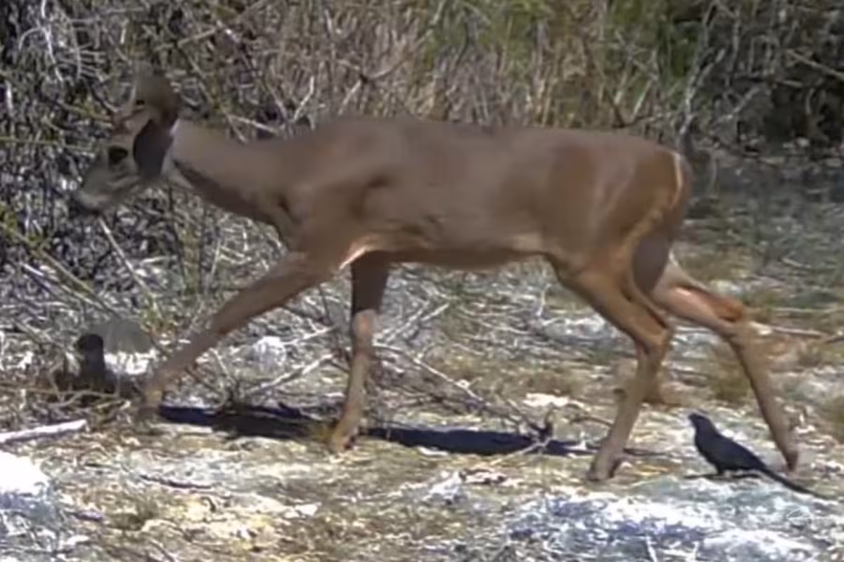 Captan a pijuy siguiendo a un venado en la selva de Yucatán - PorEsto