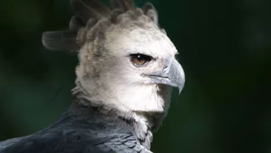 Reaparece el águila arpía en México tras haberse considerado extinta ...