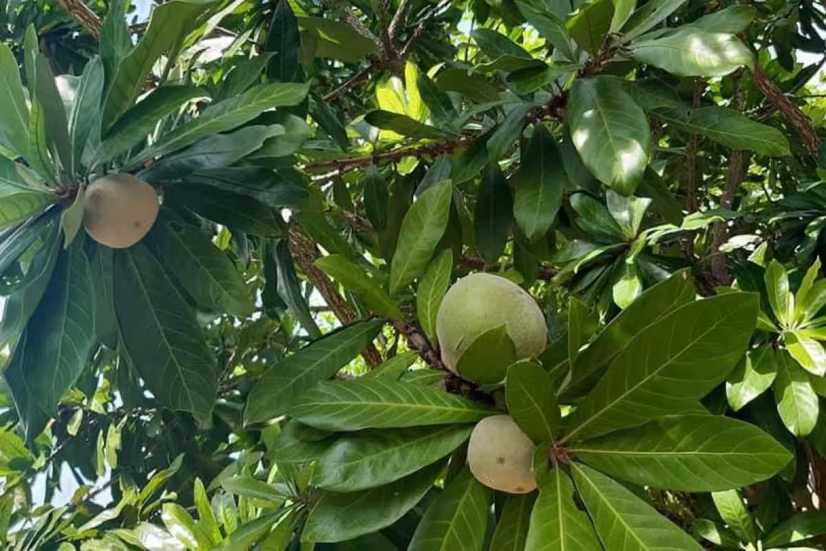 Conoce el ‘chooch’, el fruto de Yucatán en riesgo de desaparecer por la ...