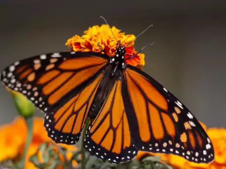 Visita de mariposas monarcas sorprende al Caribe Mexicano - PorEsto