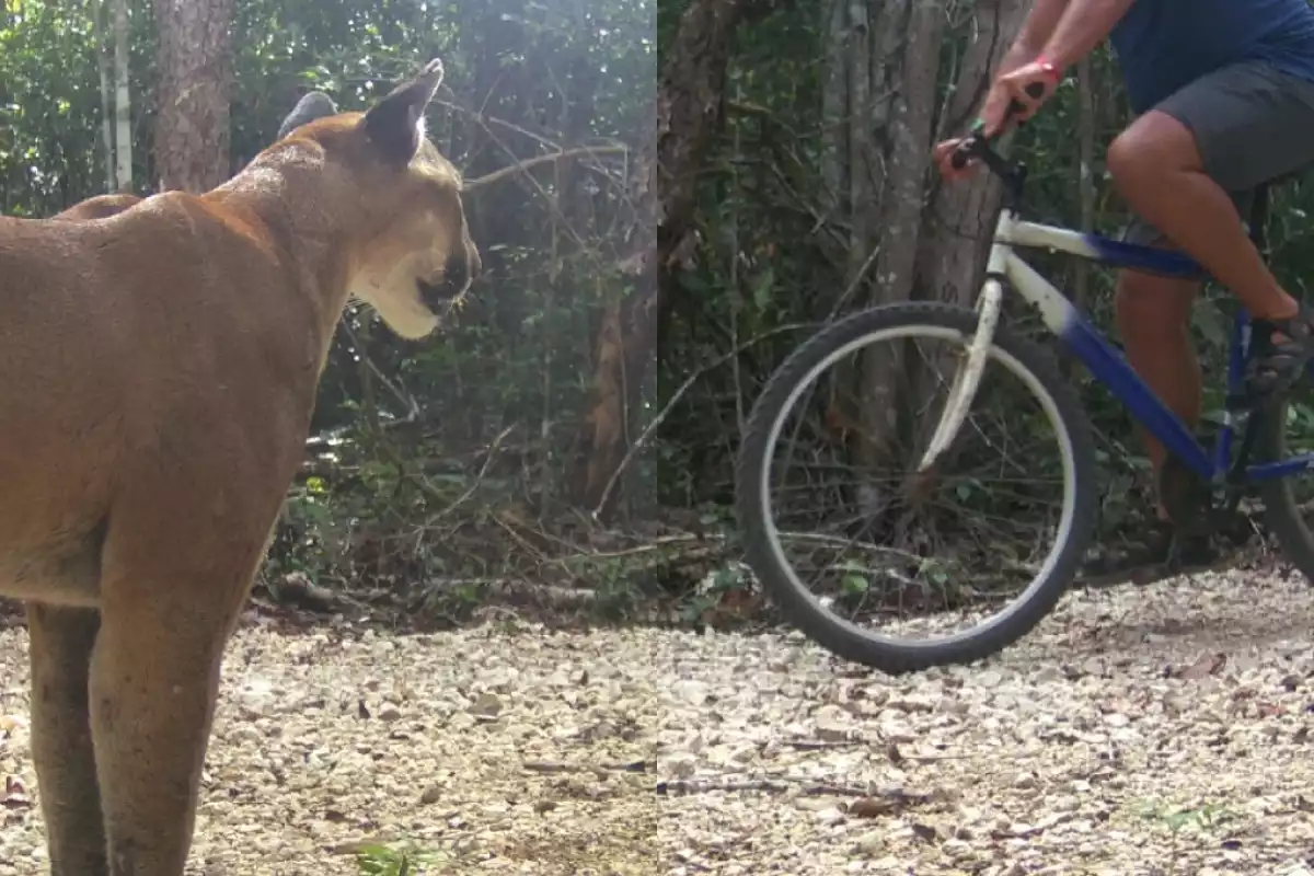 Yucatán, tierra de felinos: Cómo reaccionar si te encuentras con un ...