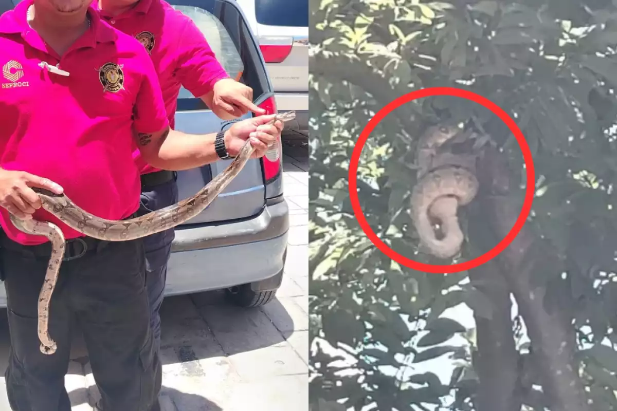 Serpientes invaden Campeche: Capturan oxcán de dos metros en el Centro ...