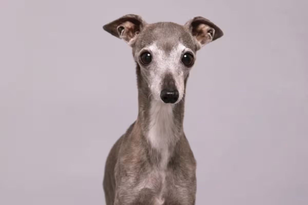 Murió “Tika the Iggy”, la perrita que enamoró a las marcas y a los ...