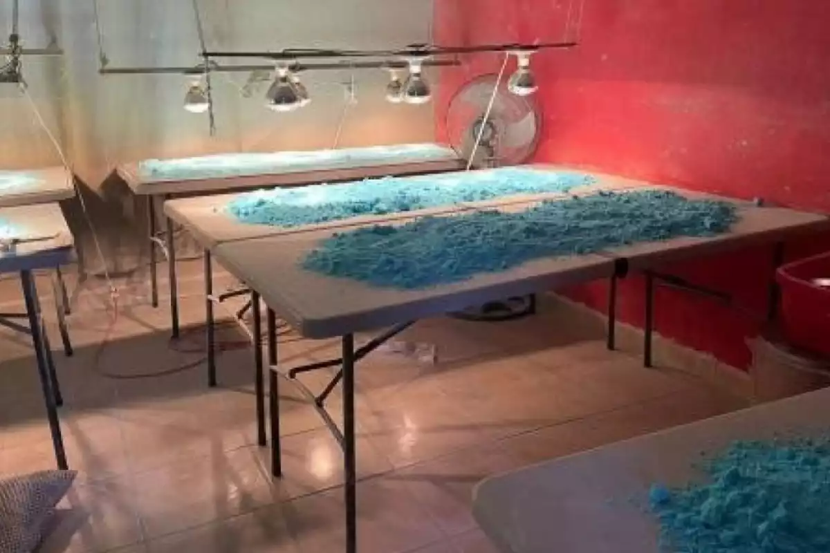 Cárteles de la droga reclutan a estudiantes de química para producir ...