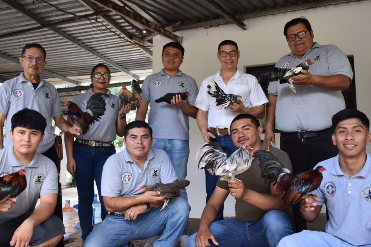 Crece la afición por los Gallitos Aztecas en Yucatán - PorEsto