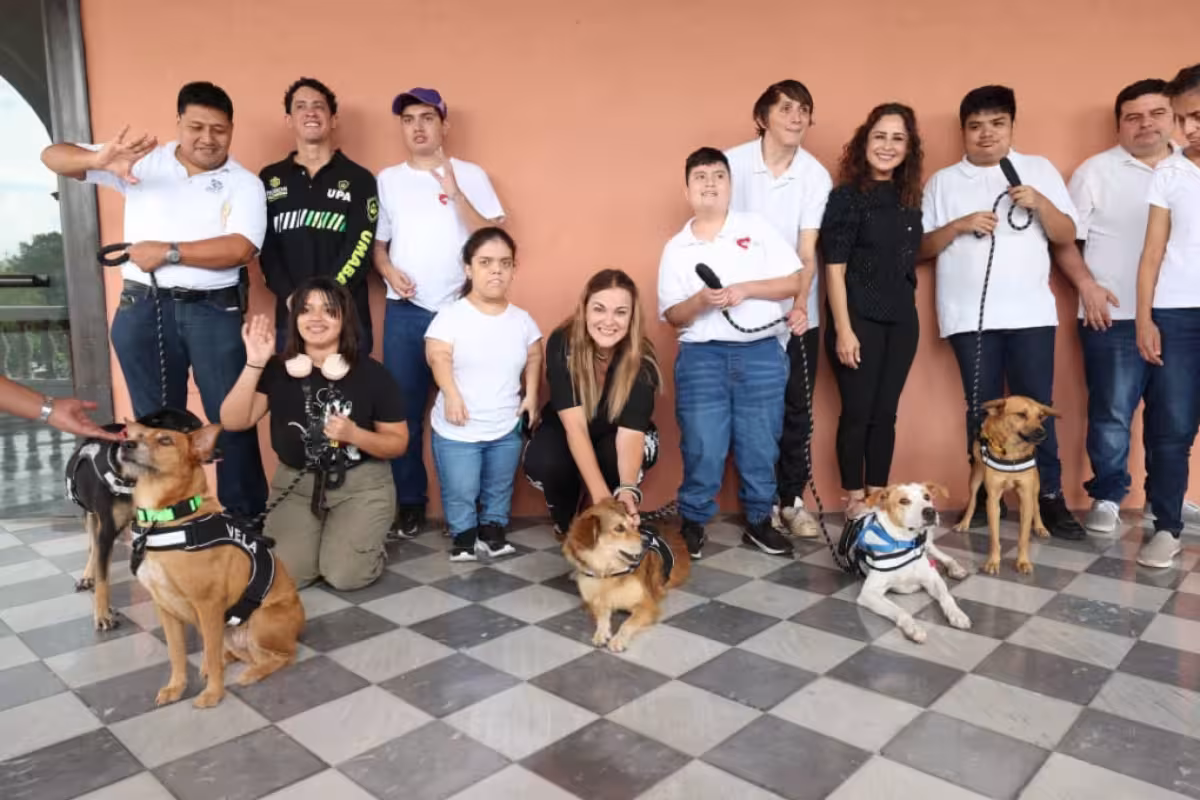 Mérida presenta a sus Reyes y Reinas Caninos del Carnaval 2026: perros ...