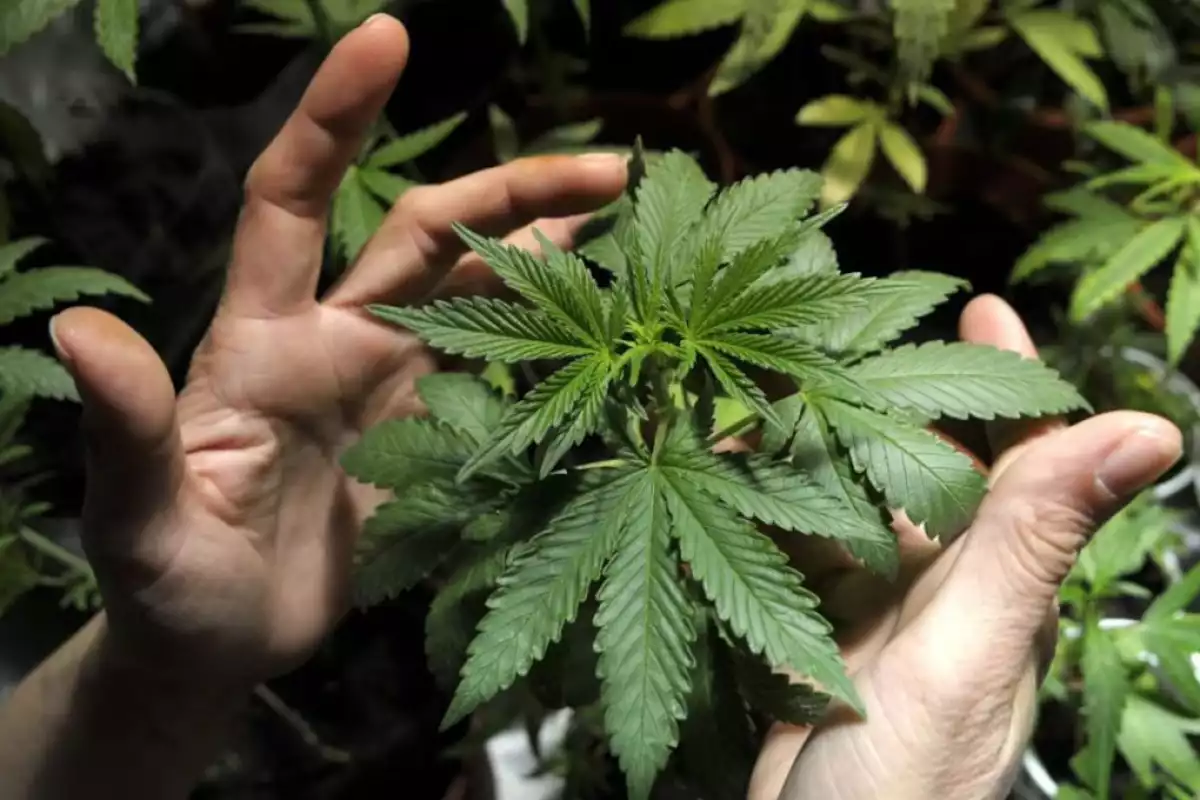 Estados Unidos propone reclasificar la marihuana como droga de bajo ...