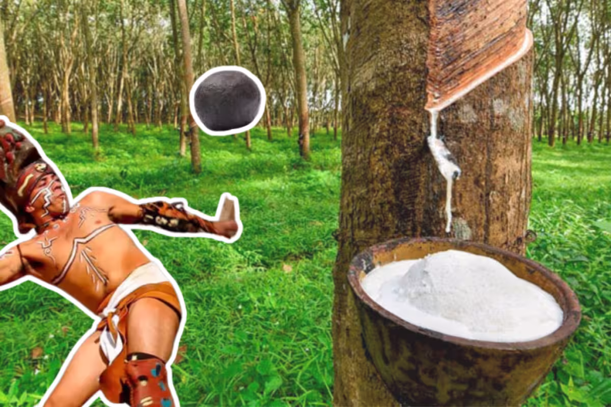 Castilla elástica: El árbol de hule en Campeche que da vida a la ...