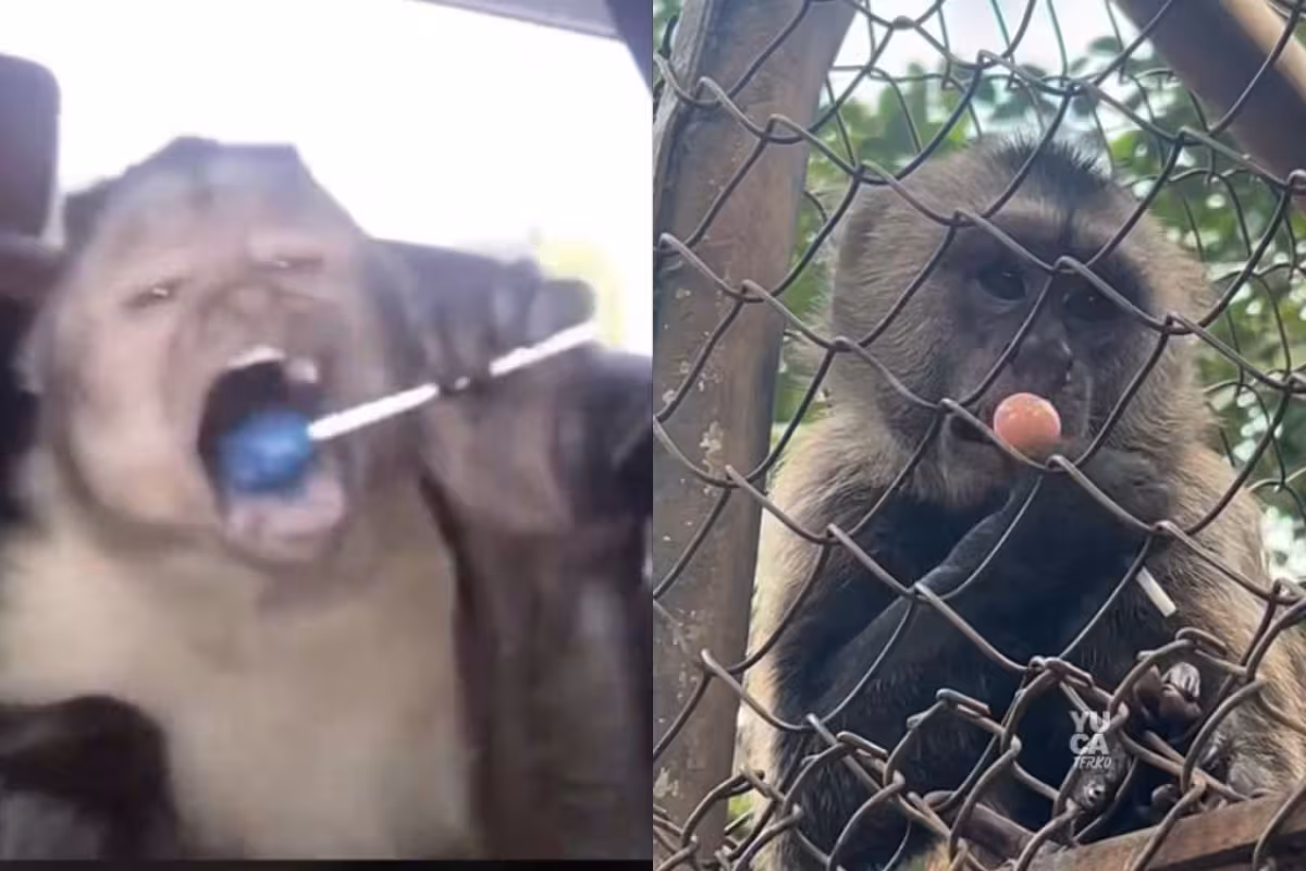 Mono es captado comiendo una paleta en el Zoológico Centenario de ...