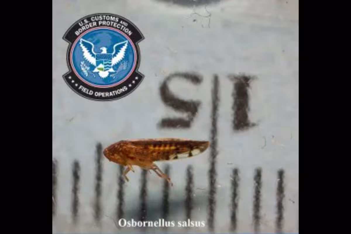 Detectan por primera vez en la frontera de EU con México una plaga que ...