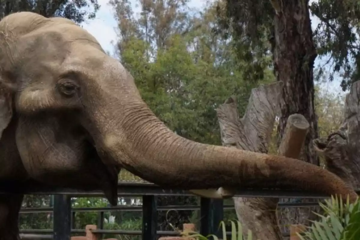 Así lucía el elefante que habitaba en el zoológico Centenario de Mérida ...