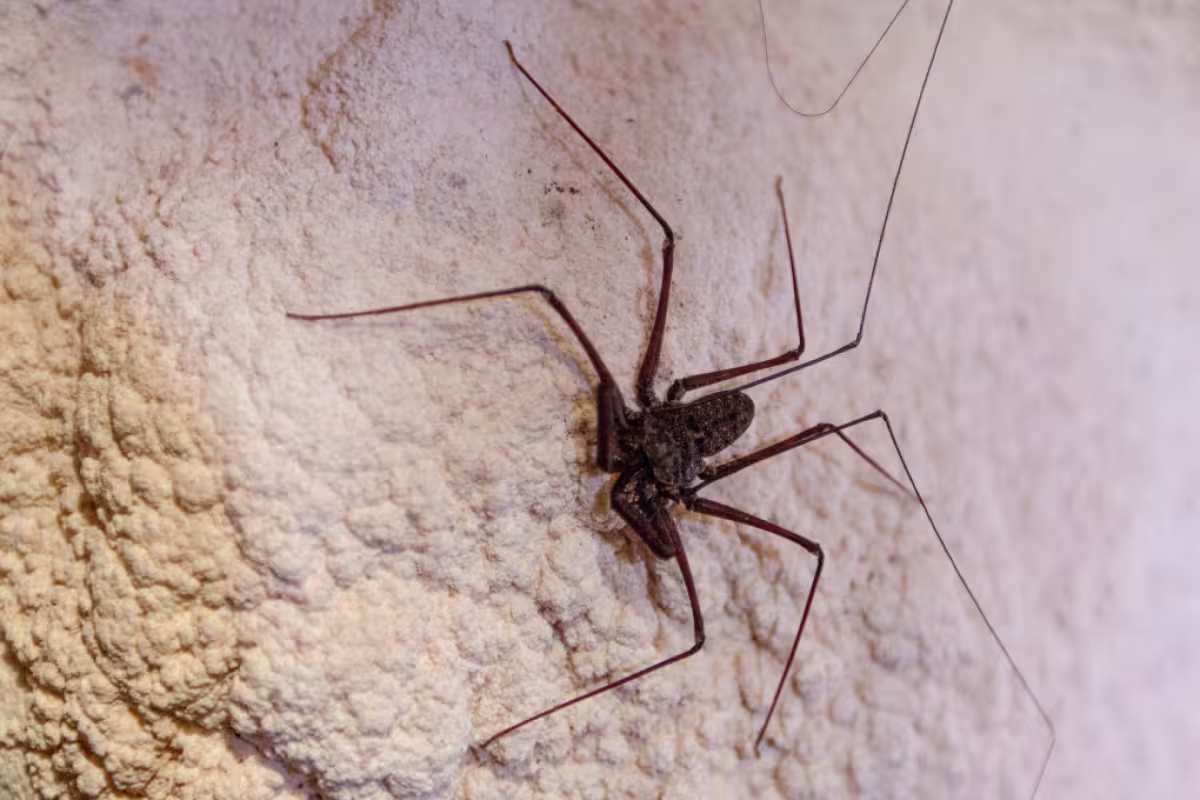¿La has visto? ¡No la mates! Esta araña de Campeche no es peligrosa, es ...