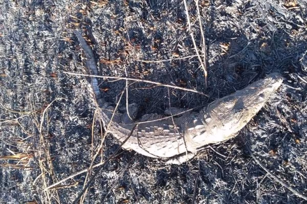 Animales mueren calcinados tras el incendio en la Reserva de la ...