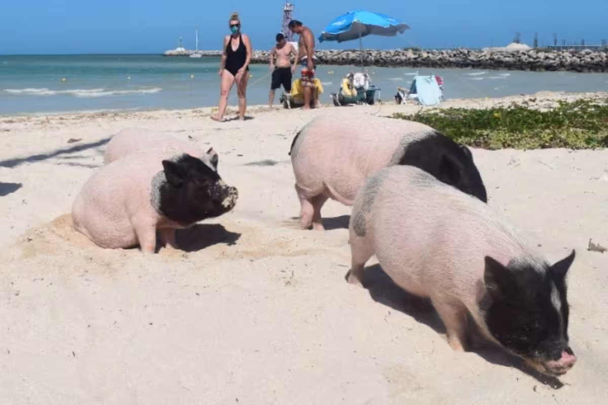 ¿Playa de los Cerditos de Progreso cerró? Esto se sabe sobre la ‘Pig ...