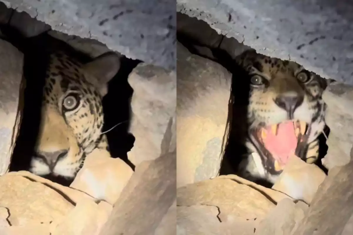 Impresionante: Así lograron captar a un jaguar al interior de una cueva en Nayarit - PorEsto