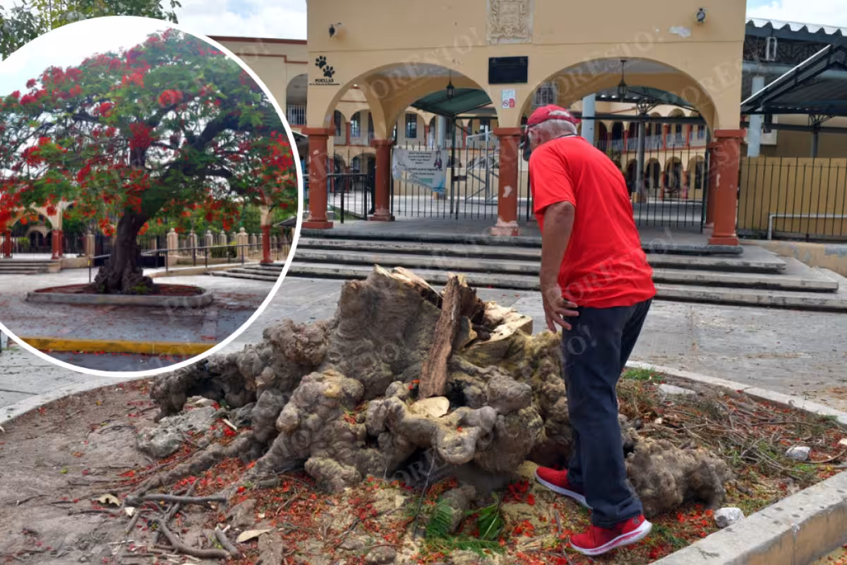 Talan árbol en escuela por panal de abejas y generan indignación en ...
