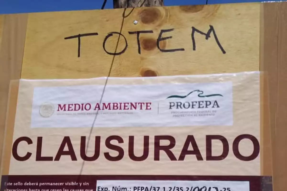 Profepa clausura la construcción del proyecto Totem Residencial ...