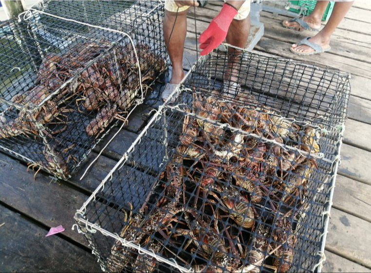 Pescadores de Isla Mujeres registran perdidas de hasta 2 mil pesos ...