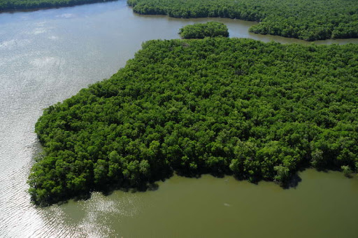 Alerta ambiental en Atasta: Detectan devastación de 10 mil hectáreas de ...