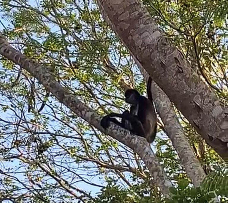 Captan a mono mientras bajaba huayas en Dzidzantún: FOTOS - PorEsto